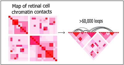 3D map reveals DNA organization within human retina cells - Florida ...