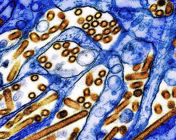 Features of H5N1 influenza viruses in dairy cows may facilitate ...