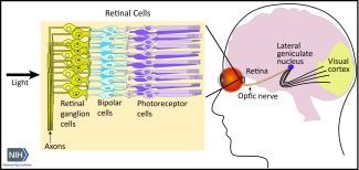NIH researchers identify brain circuits responsible for visual acuity ...